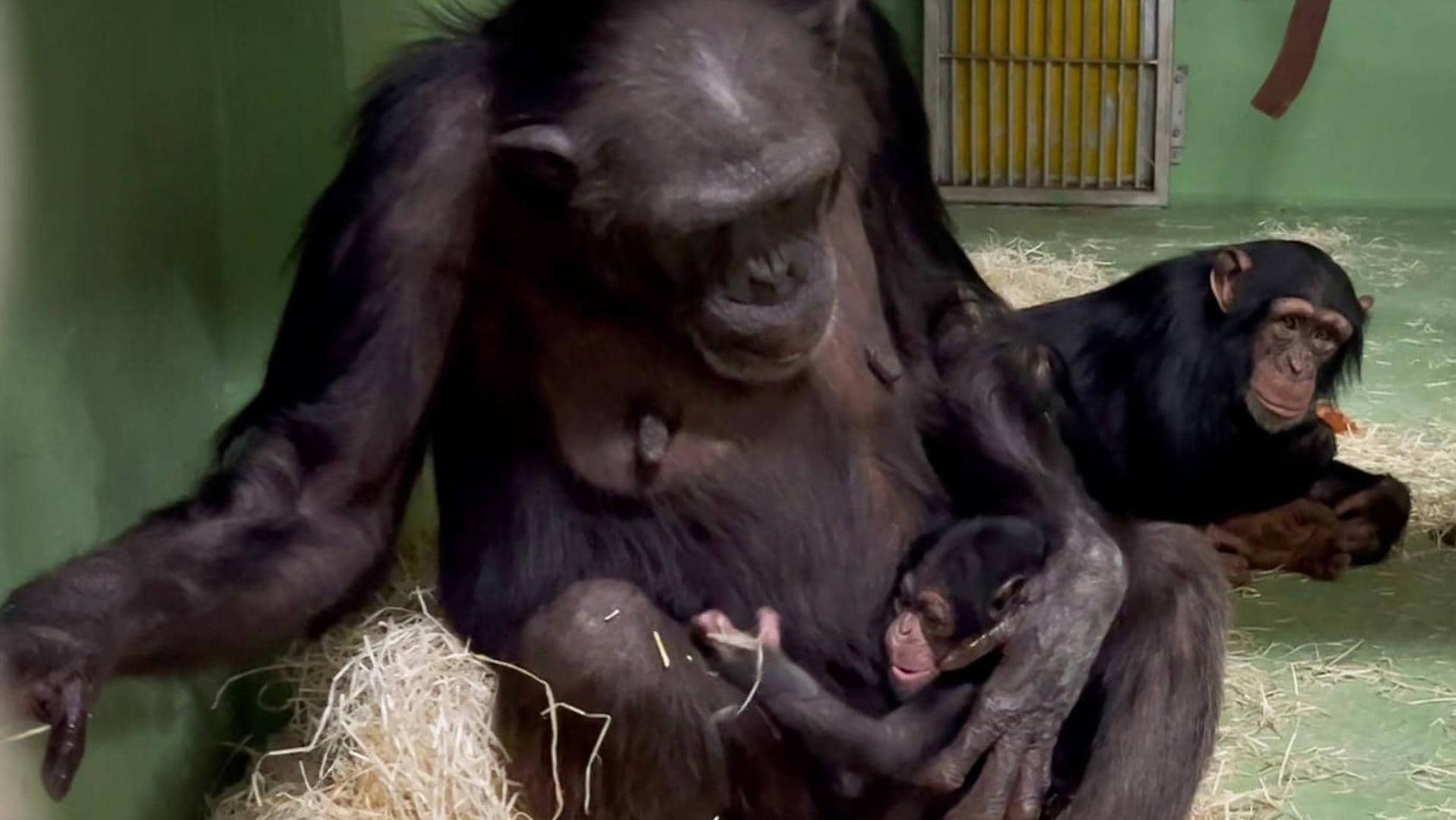 Heartbreak for mum over dead baby chimp at Bioparc, Valencia | Valencia ...
